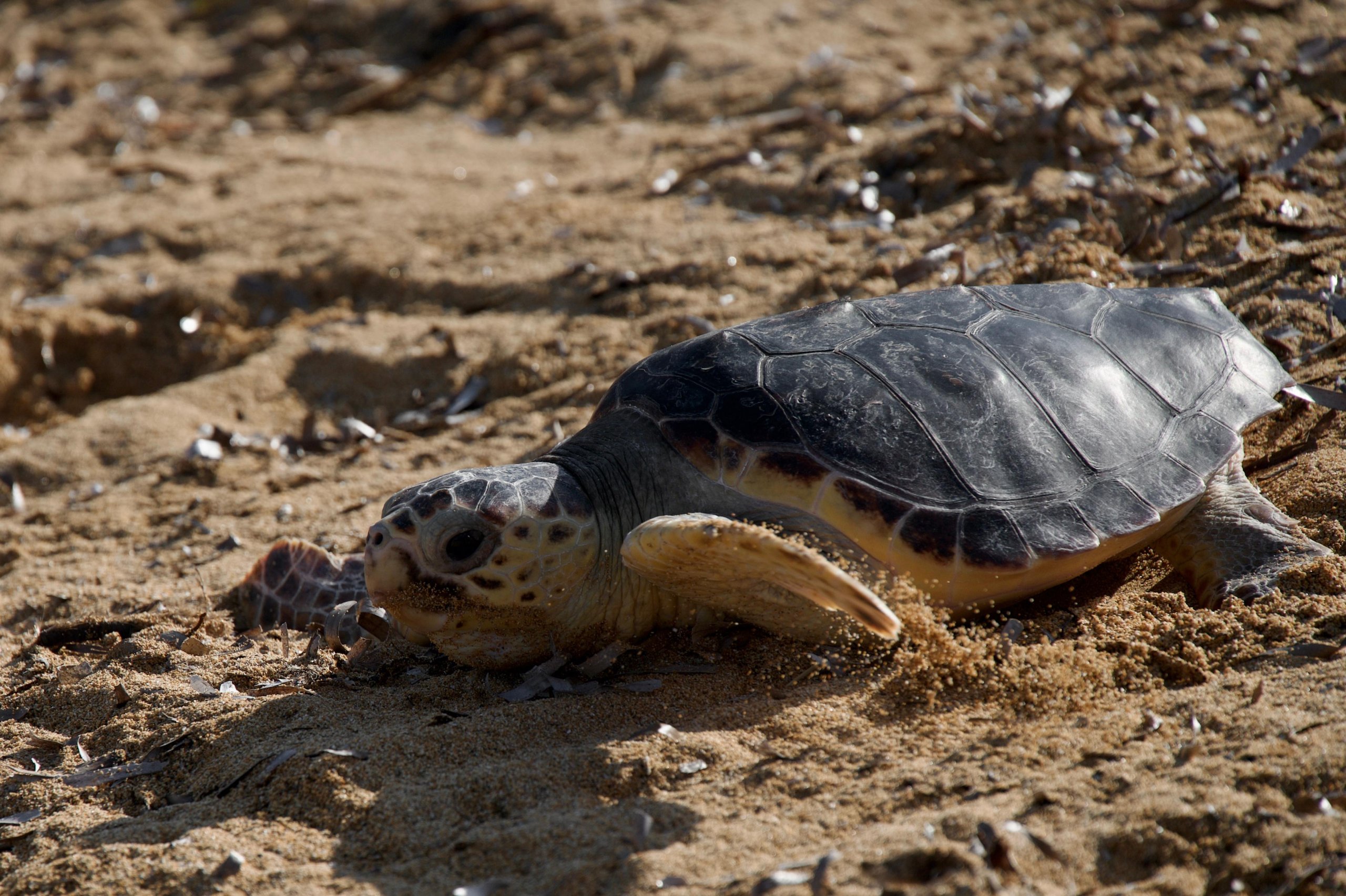 Three rescued turtles released back into the sea at Ġnejna Bay