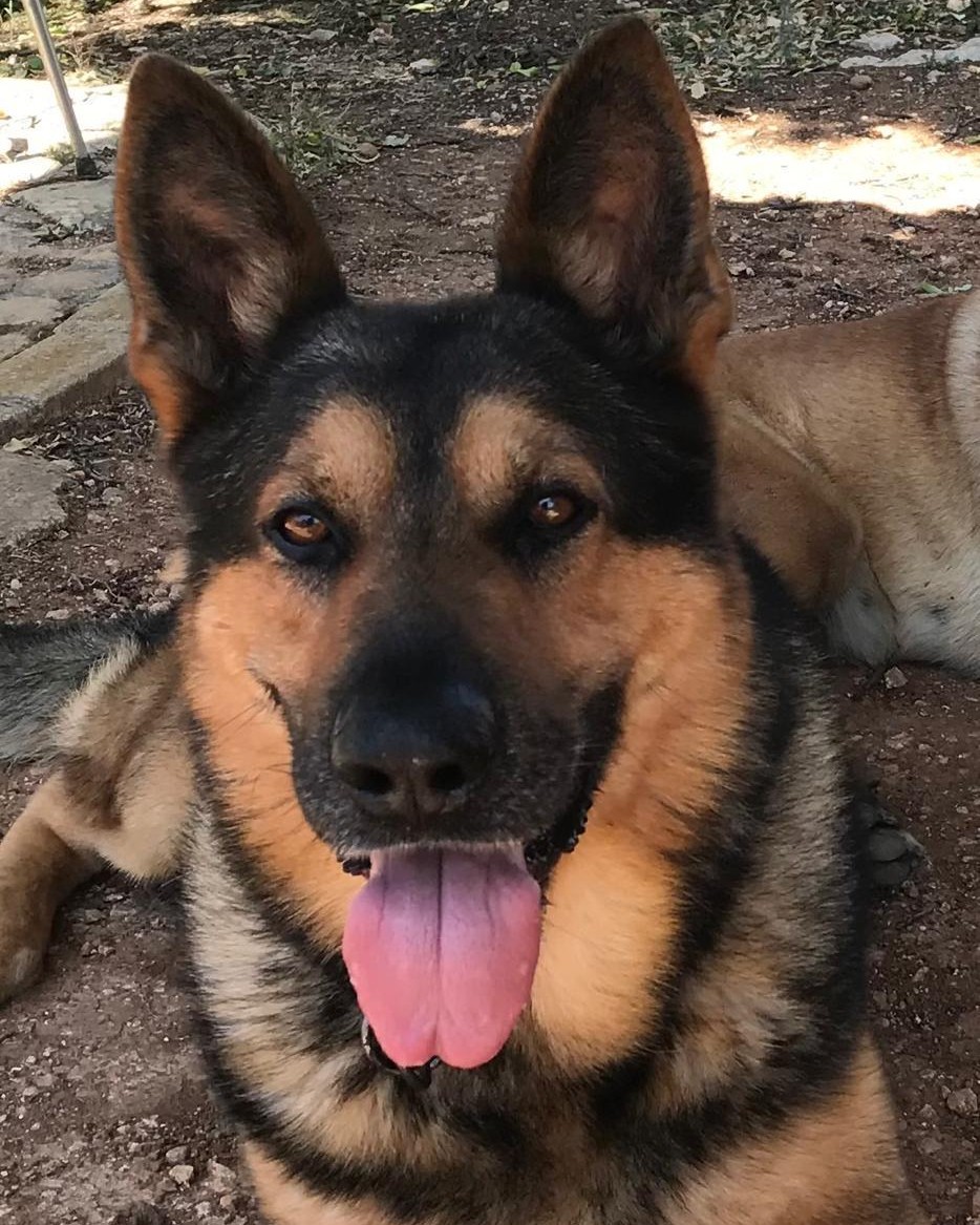 Police pay tribute to K9 Mico