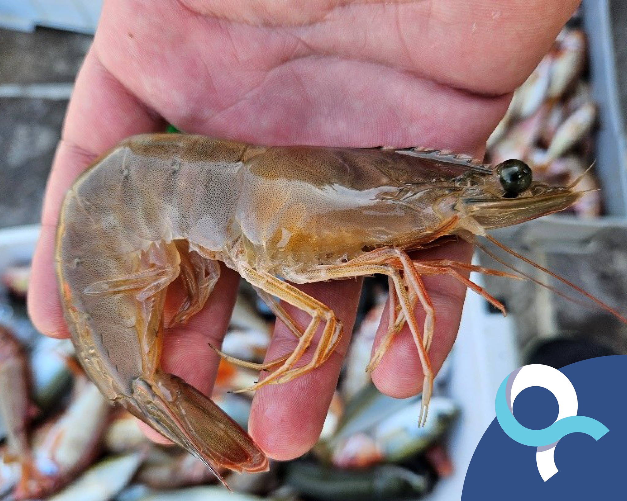 New alien shrimp spotted in Malta