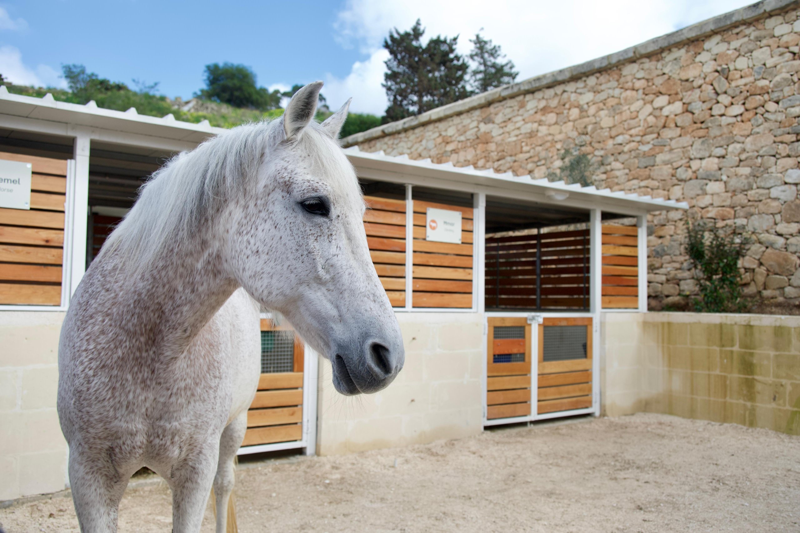 St Vincent de Paul gets therapeutic farm