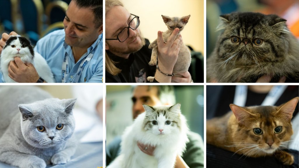 Wirja tal-qtates fil-Malta Jubilee Cat Show