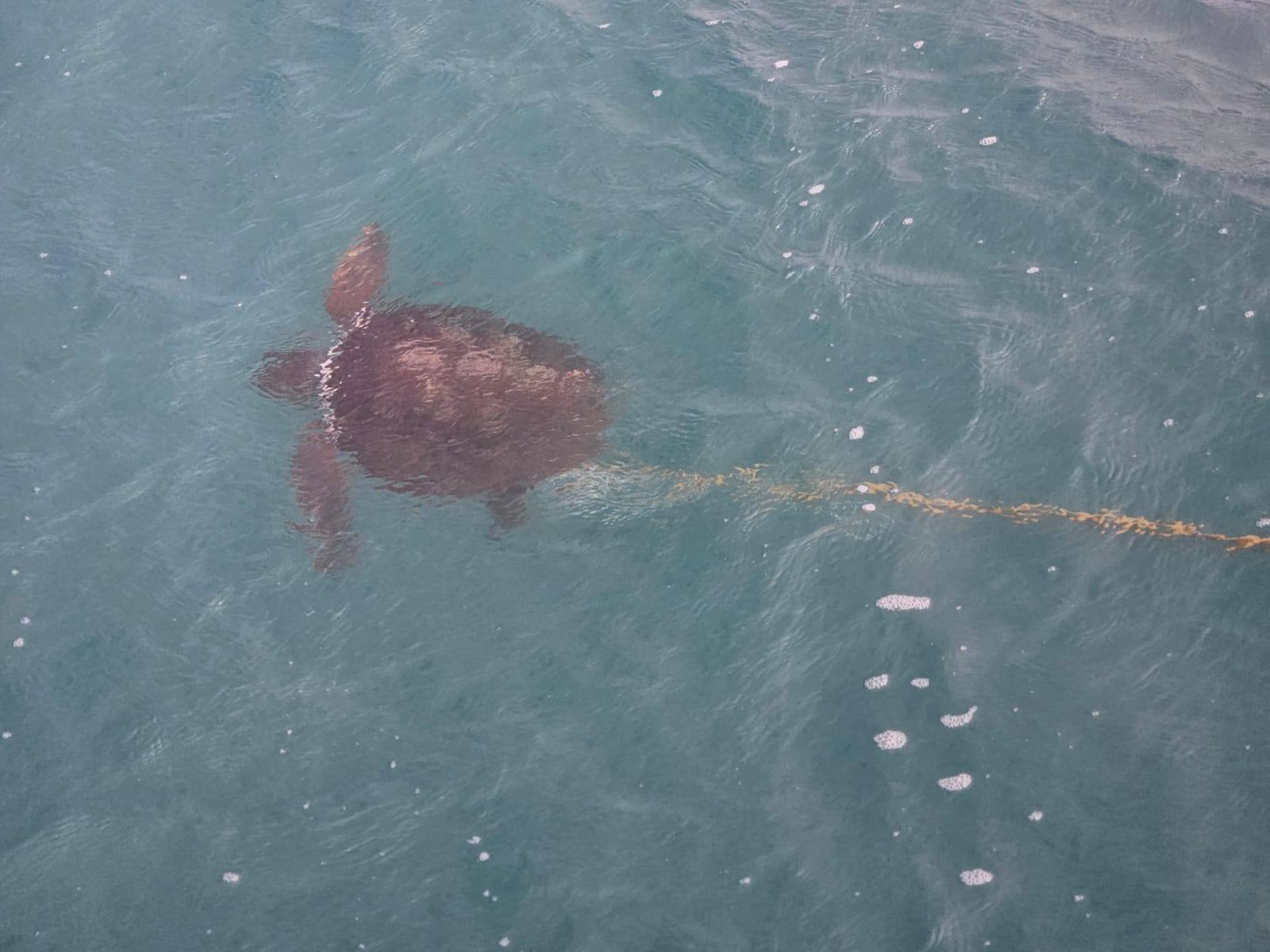 Il-fekruna Belle tiġi salvata wara li sabet ruħha maqbuda fil-plastik ...