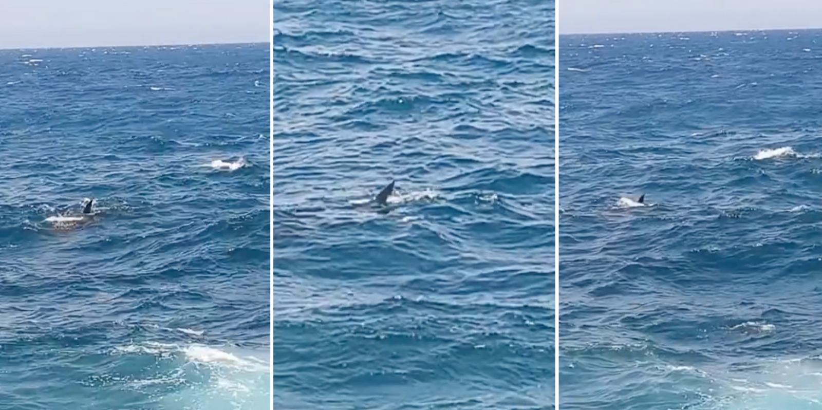 Jintlemaħ kelb il-baħar qrib il-kosta ta' Tas-Sliema