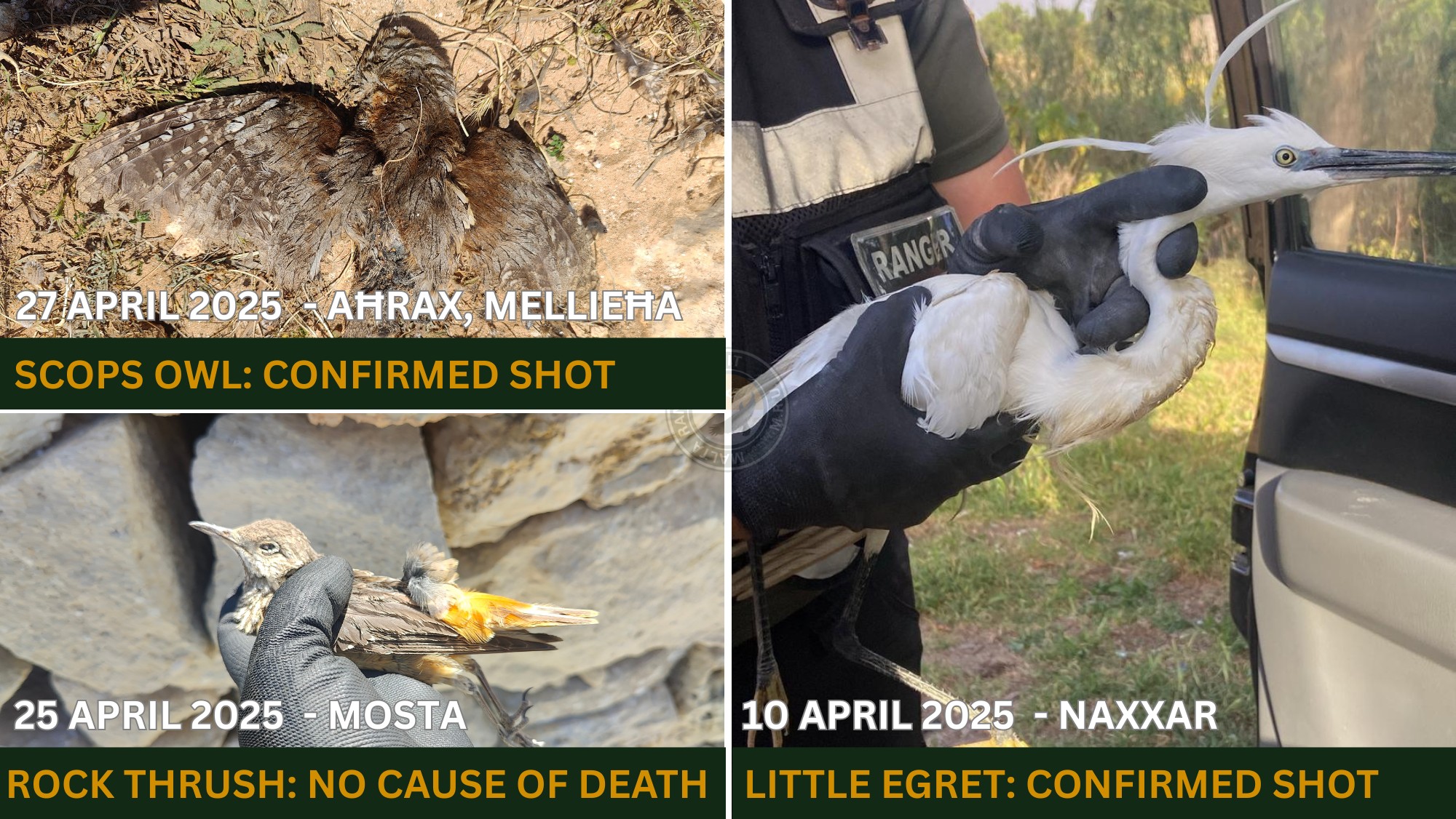 Kokka u agrett abjad milquta minn tiri fl-Aħrax u Burmarrad - Newsbook