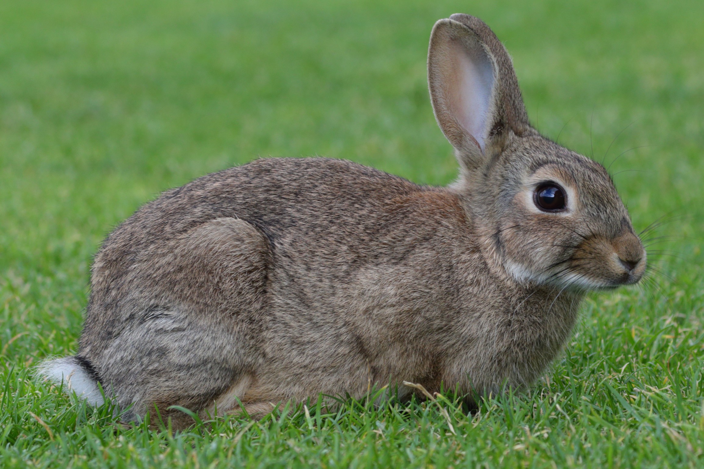 Hunting regulator commissioning study to assess state of Malta’s wild ...