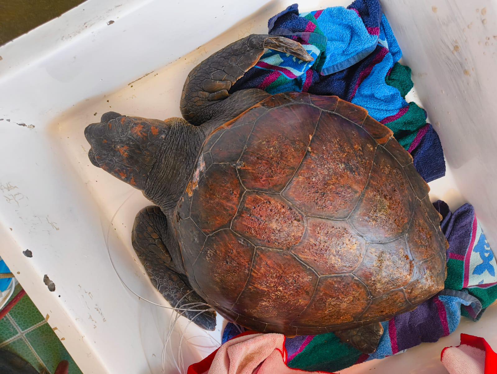 Fisherman’s swift action saves injured loggerhead turtle in Ċirkewwa