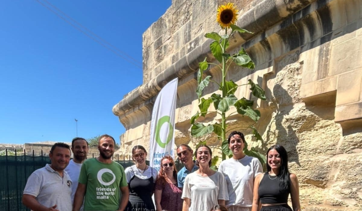 Rekord nazzjonali tal-itwal ġirasol b'tul ta' 3.6 metri - Newsbook