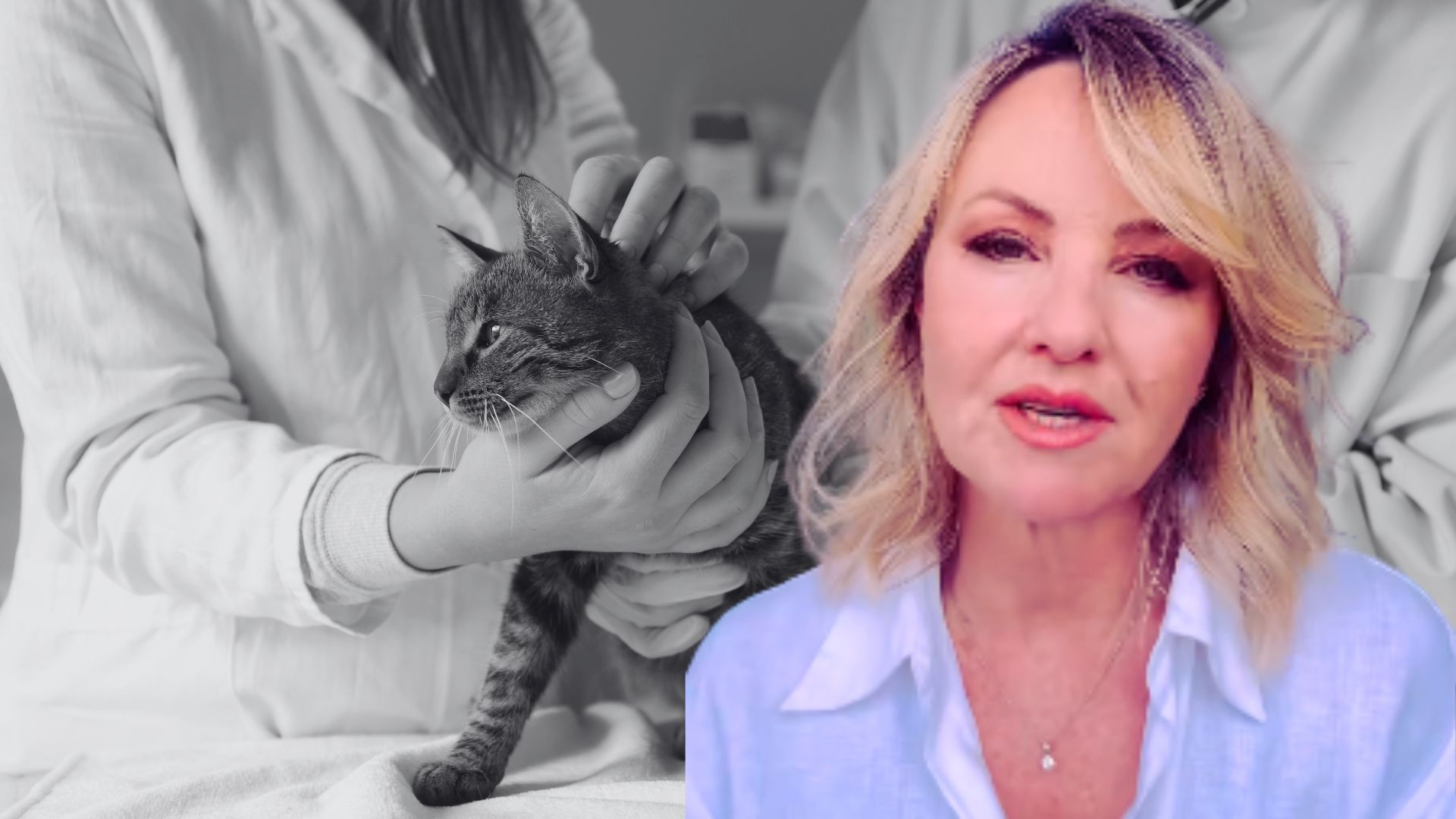 "Għadna mingħajr sptar tal-annimali" - Moira Delia - Newsbook