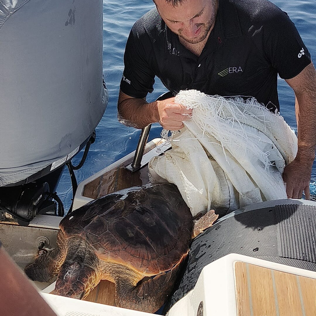 Il-fekruna Gabrielle: Salvataġġ f'waqtu biex ma titlifx il-flipper ...