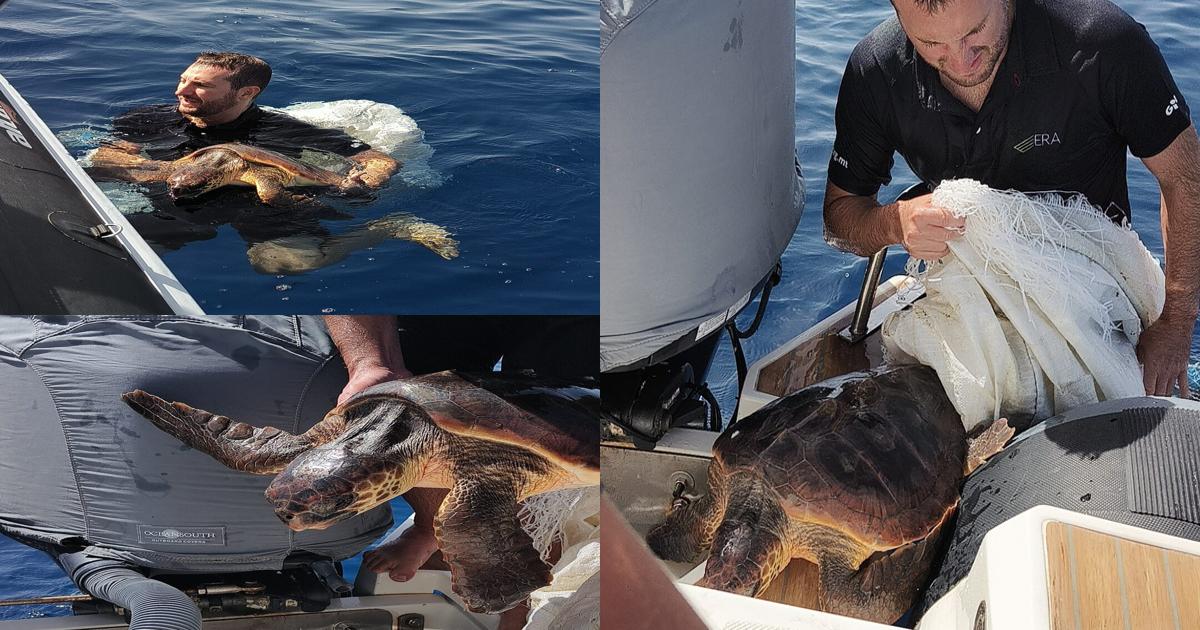 ERA officers rescue juvenile turtle tangled in marine litter - Newsbook