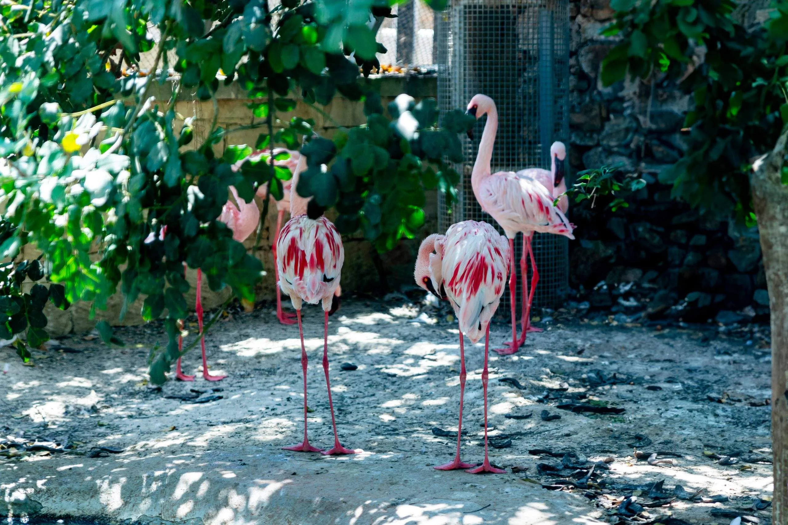 Animal rights coalition urges rejection of Montekristo zoo licence ...