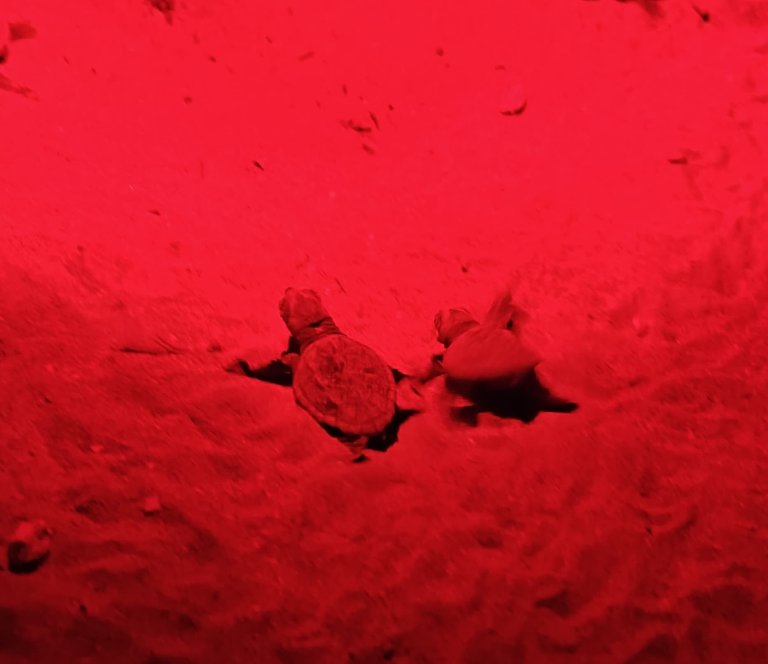 Second turtle nest of the season hatches at Għadira