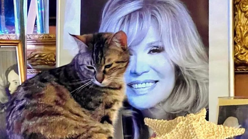 “Il-qtates li għandi huma l-eredi tiegħi” – Amanda Lear