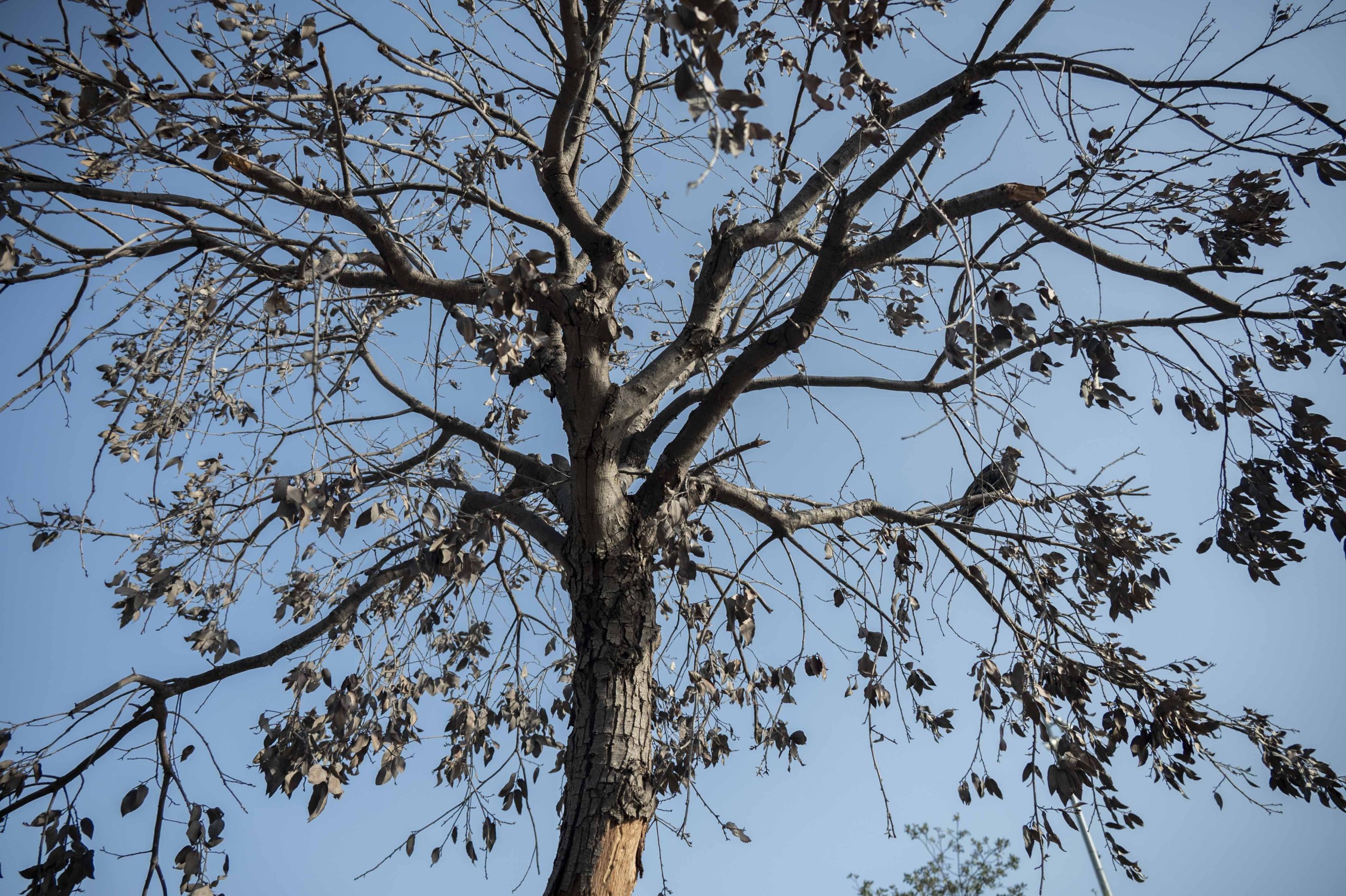 Dried out trees in Piazza Tritoni, but mayor says they are watered 'at ...