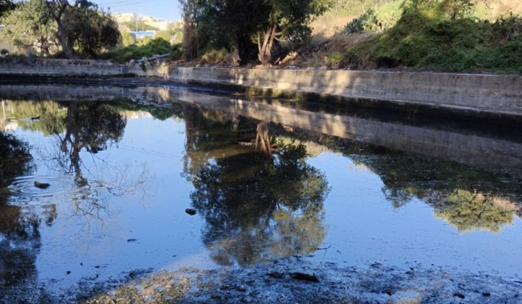 Diversi tjur mejta wara r-rimi ta' żejt tal-magna fil-ġibjun tal-Imsida