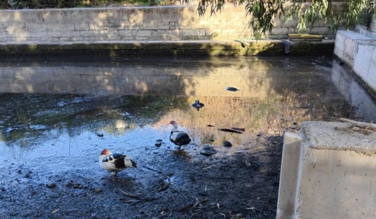 Diversi tjur mejta wara r-rimi ta' żejt tal-magna fil-ġibjun tal-Imsida