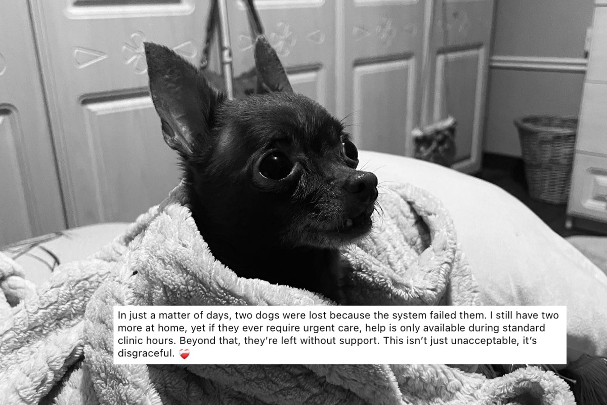 'Two dogs died in a week because the system failed them' - Leo the dog's owner - Newsbook