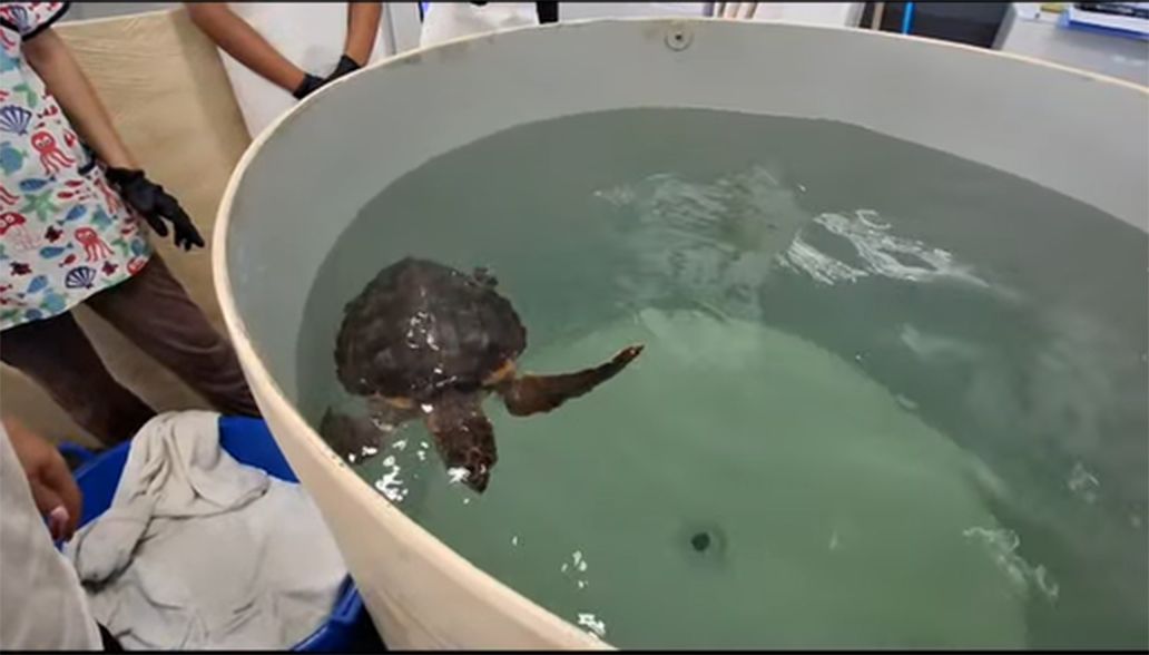 Injured turtle rescued by tourist sightseeing boat