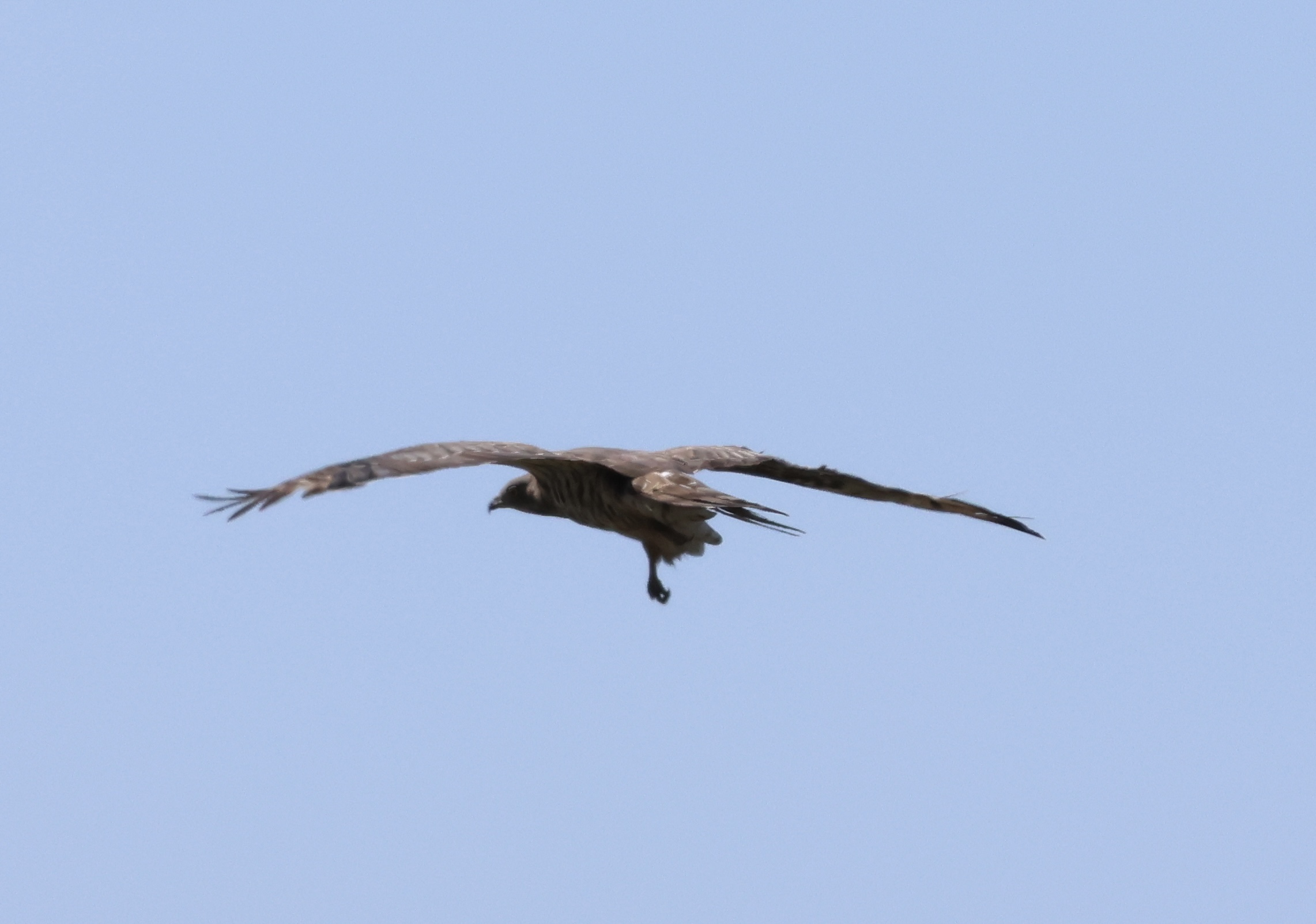 Hunting enforcement ‘collapses’ as BirdLife logs 242 illegalities in ...