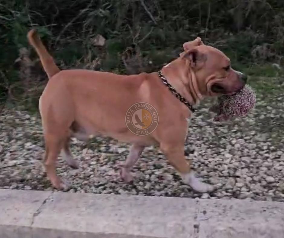 Kelb bla ċinga jattakka qanfud; "aġir vjolenti minn sid il-kelb"