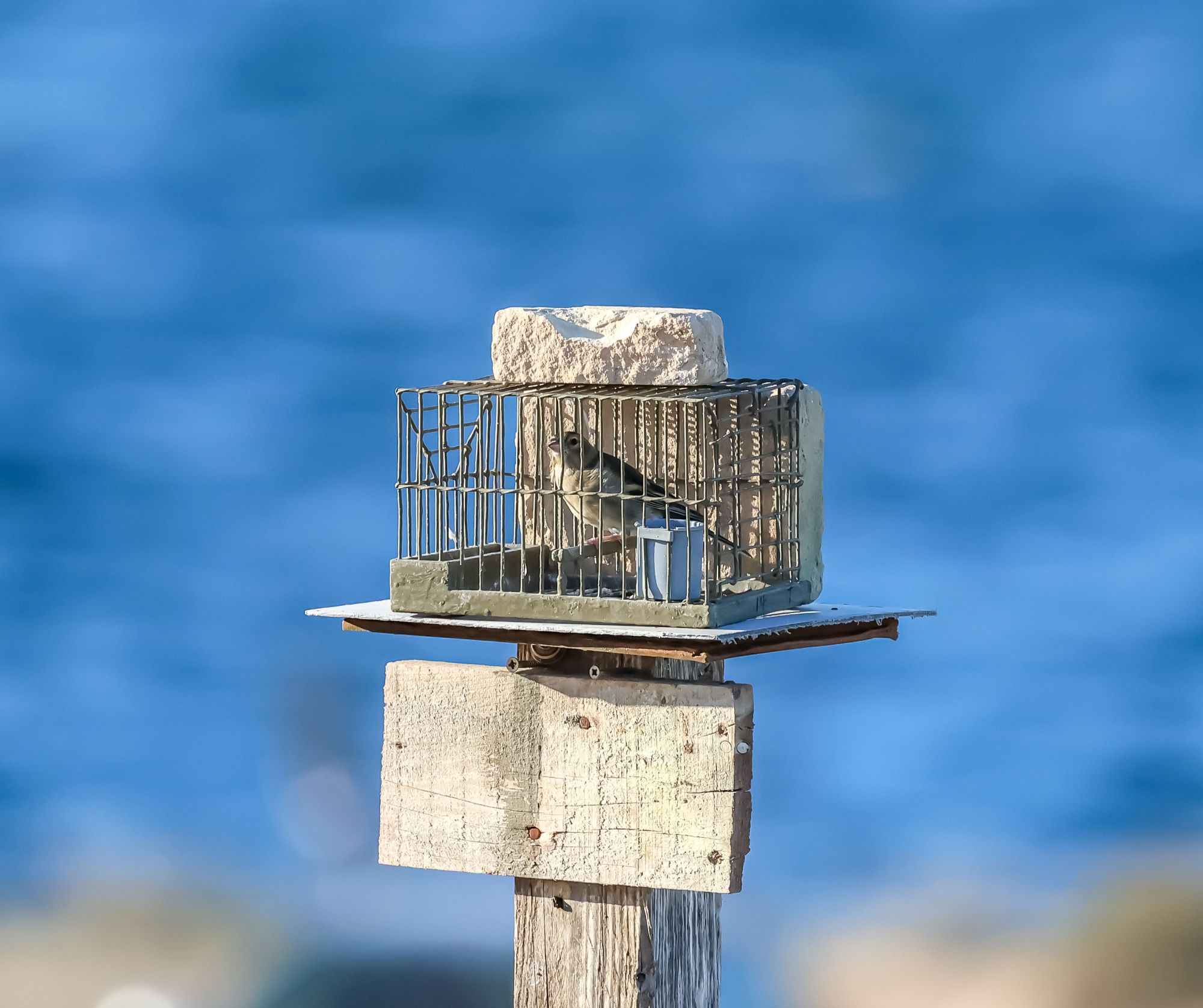 EU launches fresh infringement against Malta over finch trapping derogation