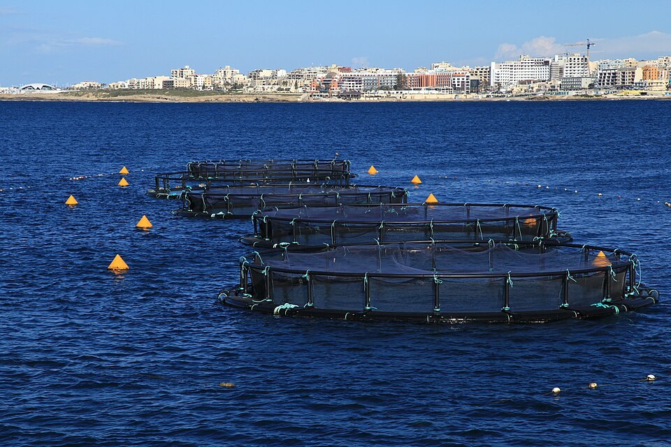 Aquaculture posts €31.6 million profit in 2024 after record losses