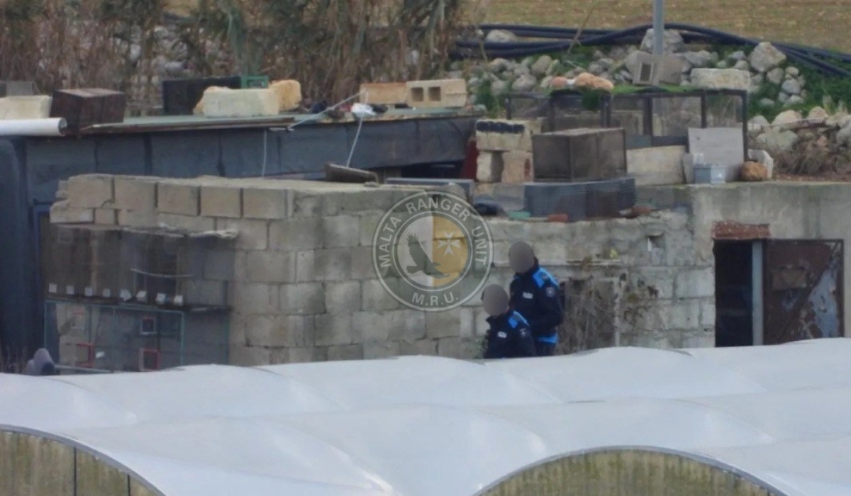 Użu ta’ bird callers illegali qed jippersisti lejl u nhar – Malta ...