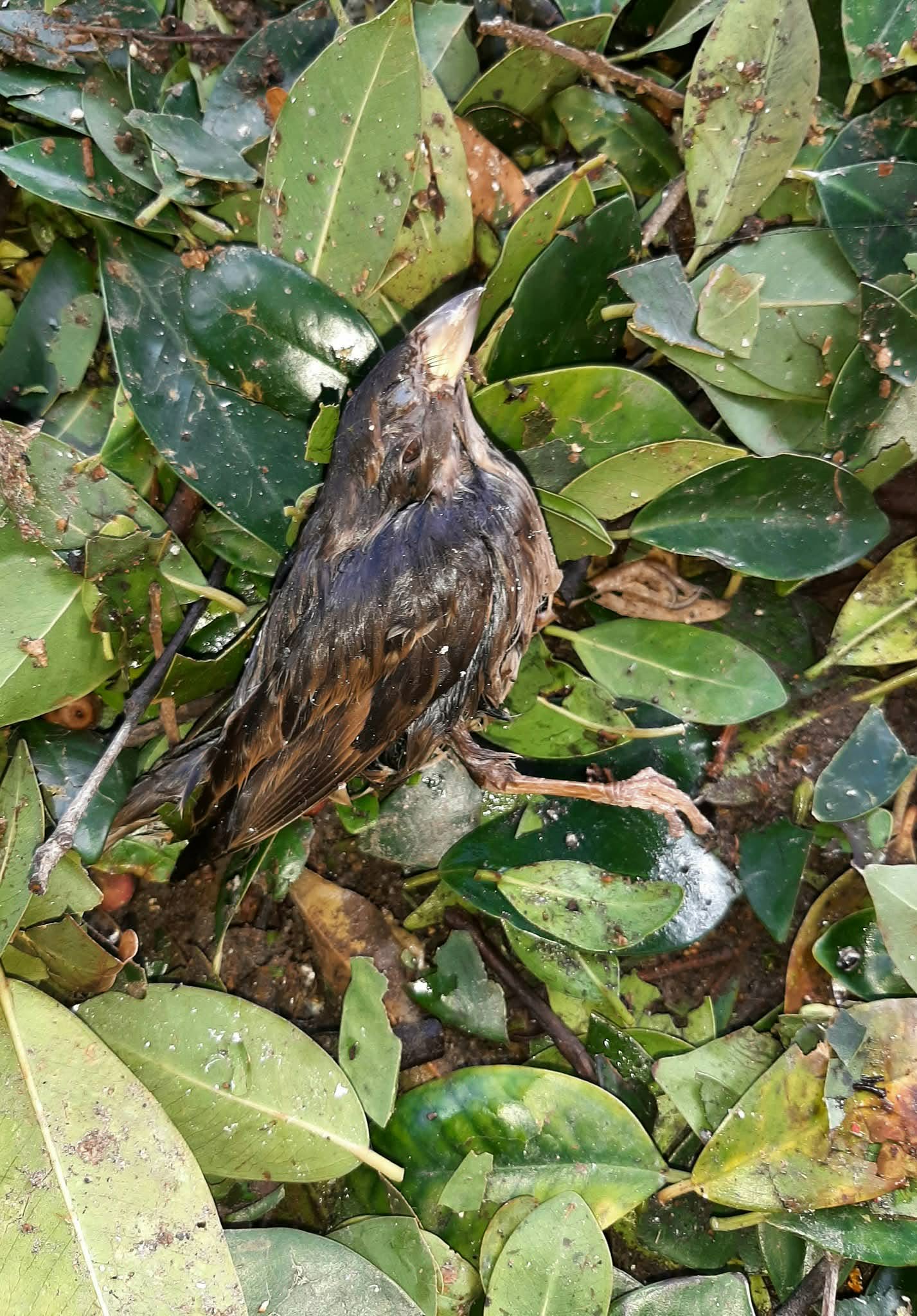 Ruined crops, dead birds: the cost of last night’s hailstorm
