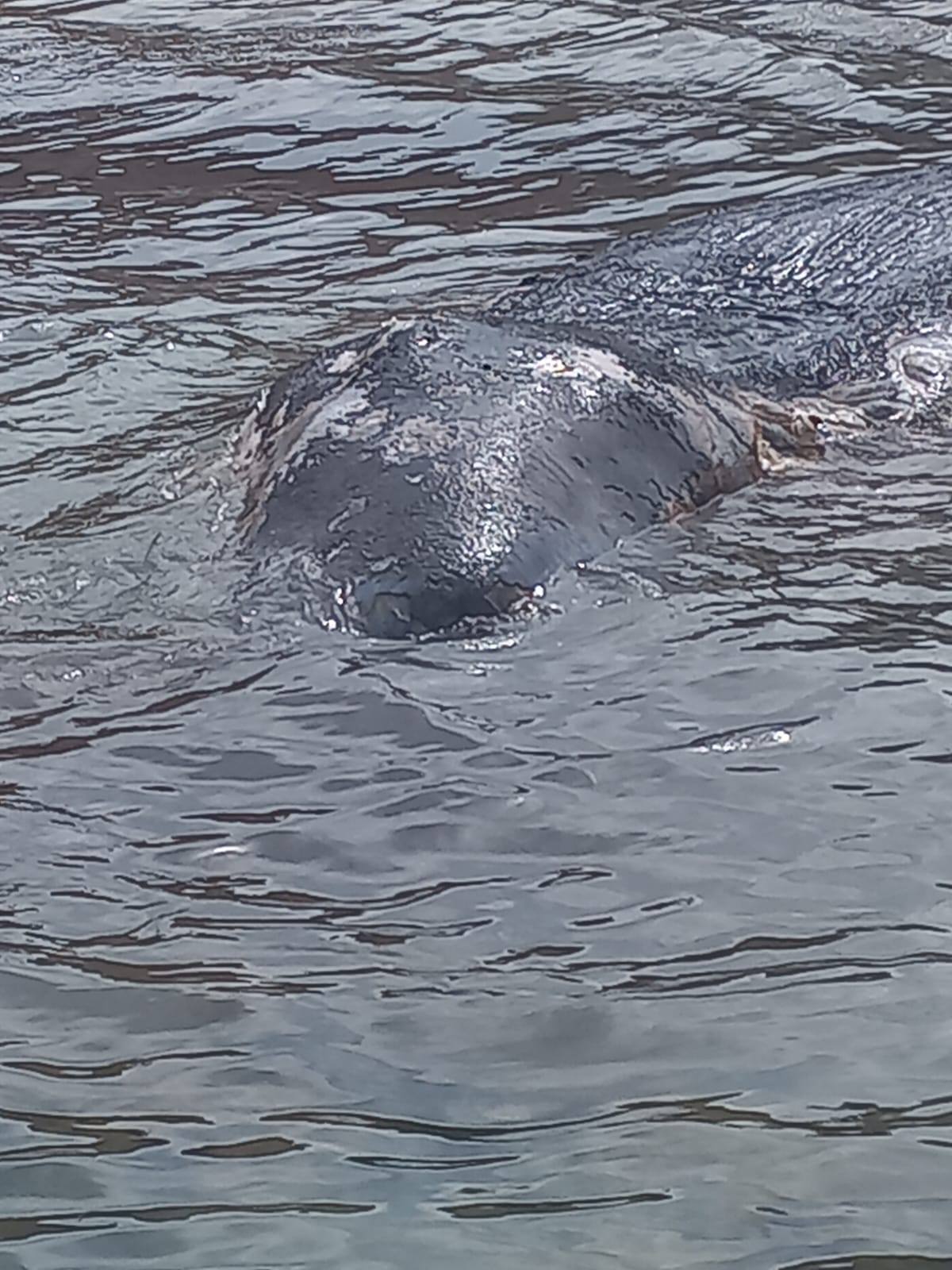Ħidma biex titneħħa balena mejta f'Kemmuna