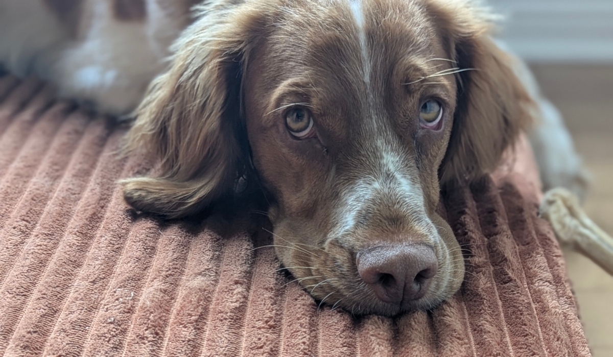 Dog breeder fined, banned from keeping animals over neglect