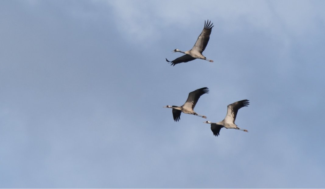 Birdlife tgħid li żdiedet il-kaċċa illegali, jinkixef nuqqas ta’ infurzar