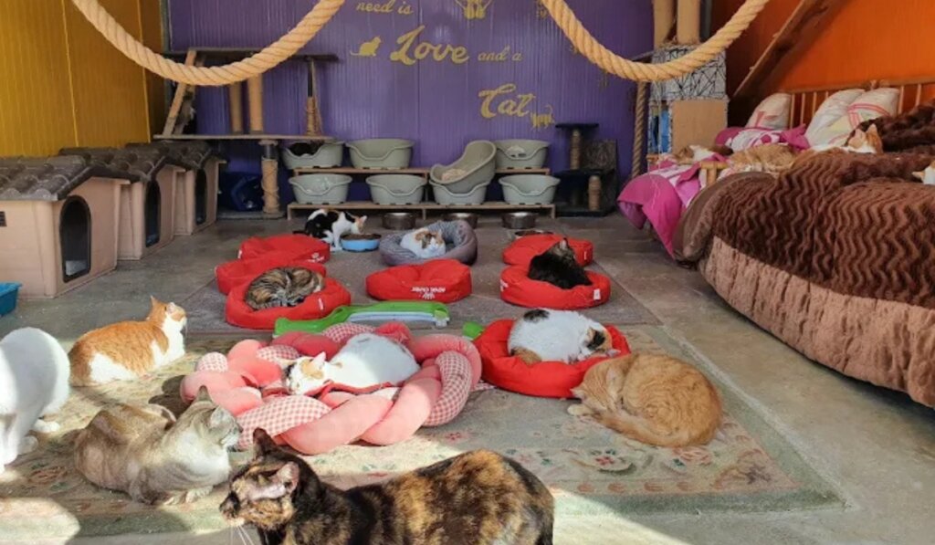 Se jinħareġ tender ġdid għal veterinarju mal-Animal Welfare Gozo